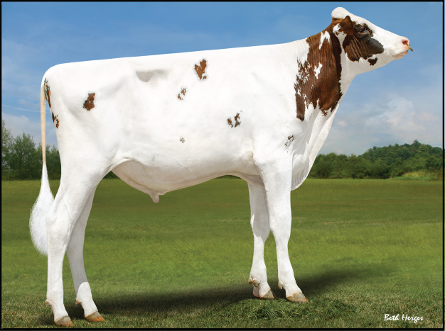 Holstein Marketplace Sires
