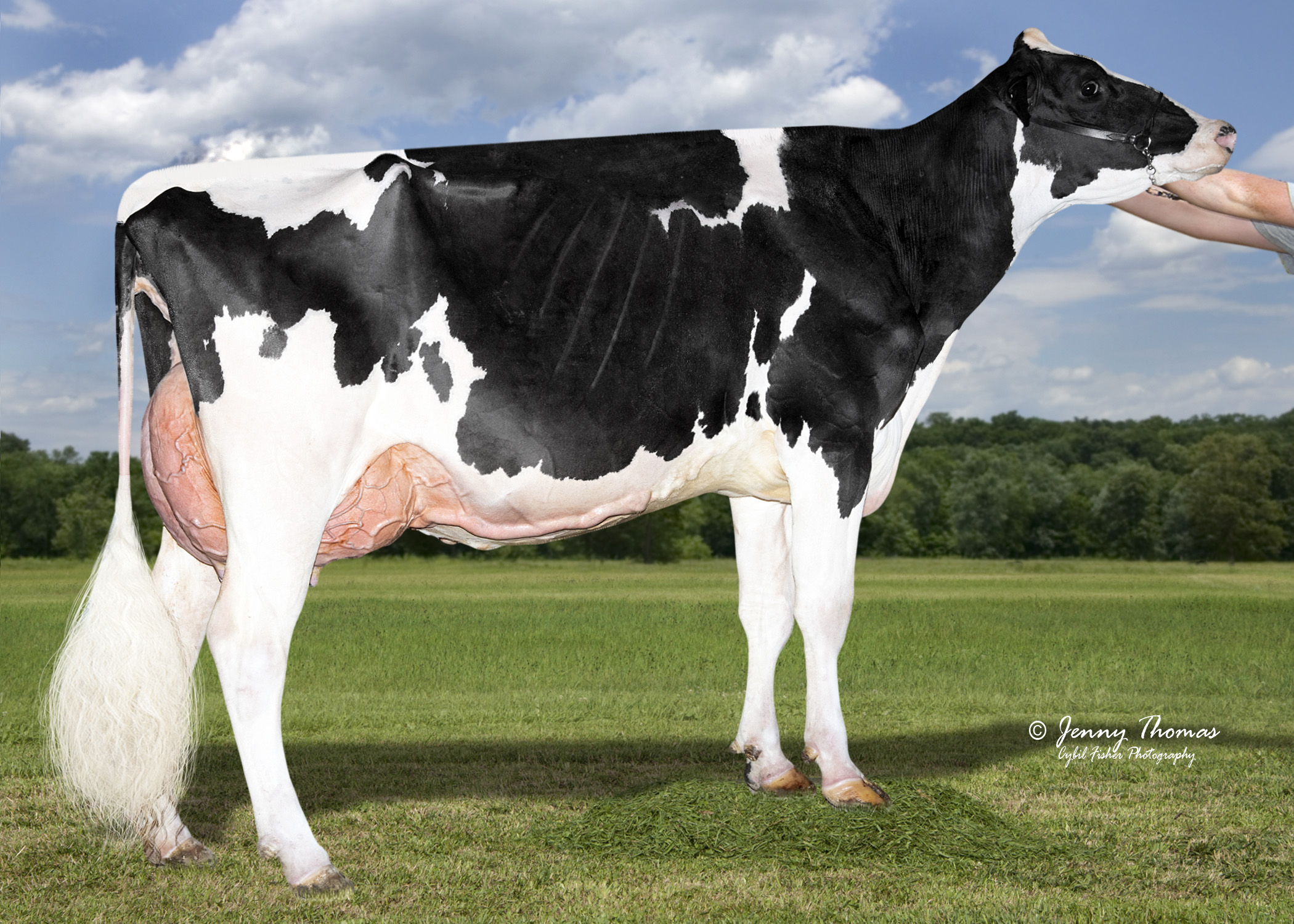 Holstein Marketplace Sires